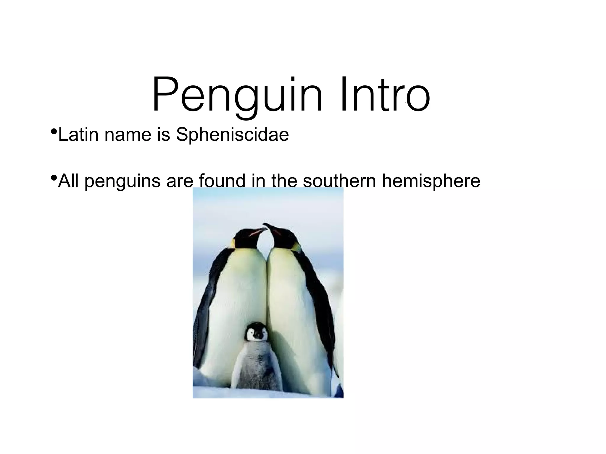 1. penguin power point | PPT