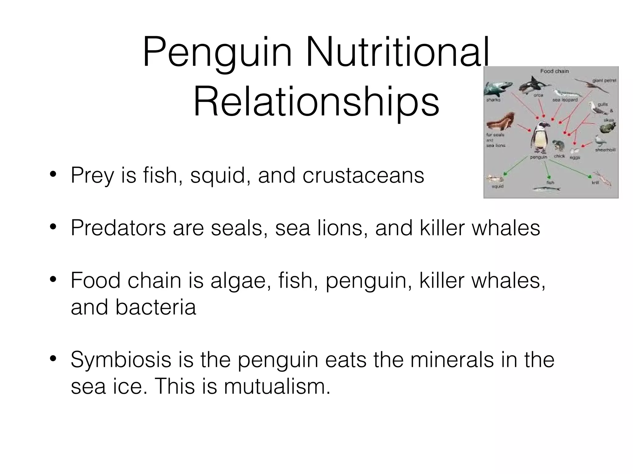 1. penguin power point | PPT