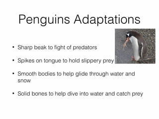 1. penguin power point | PPT