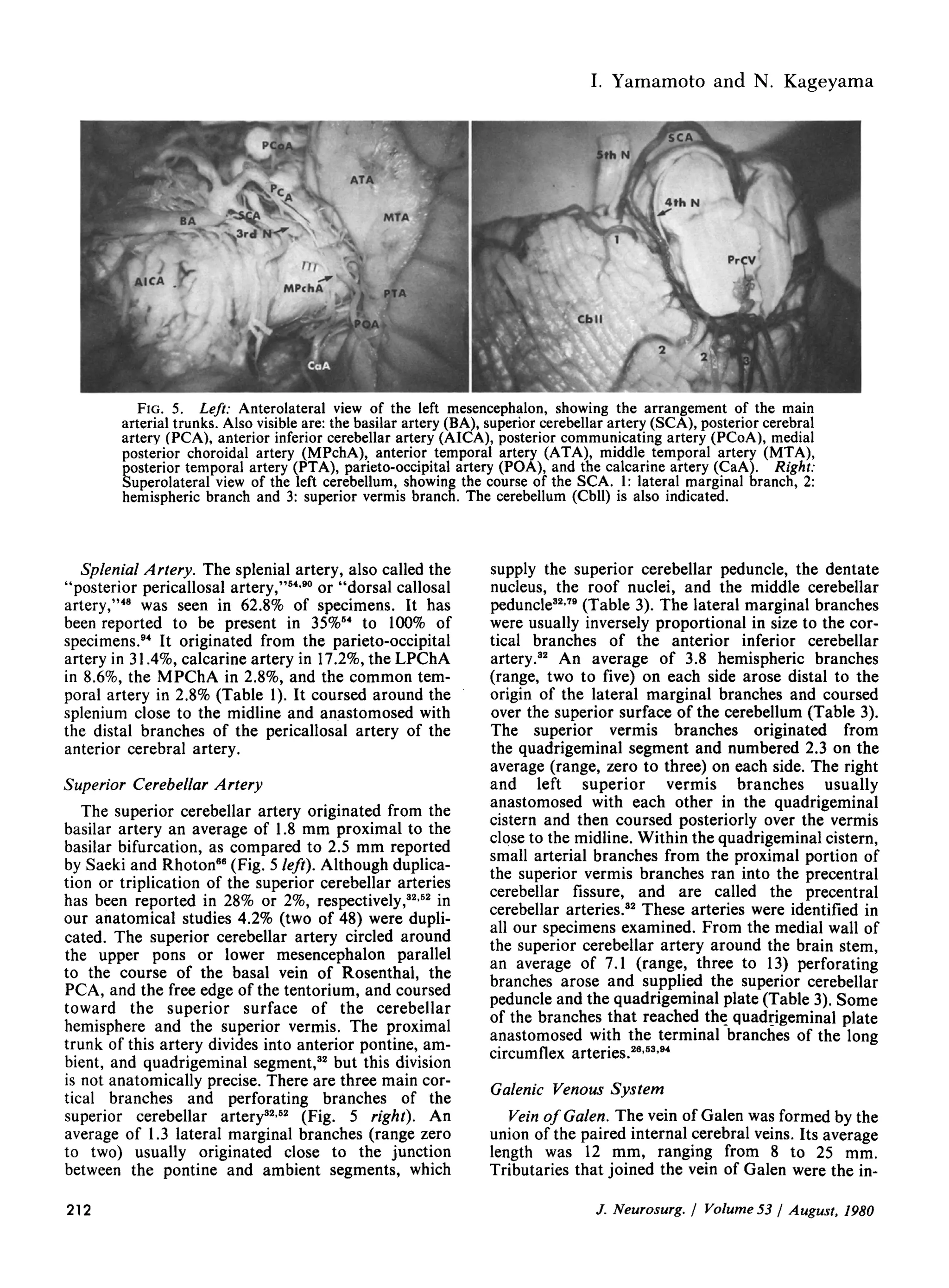Microsurgical anatomy of the pineal region | PDF