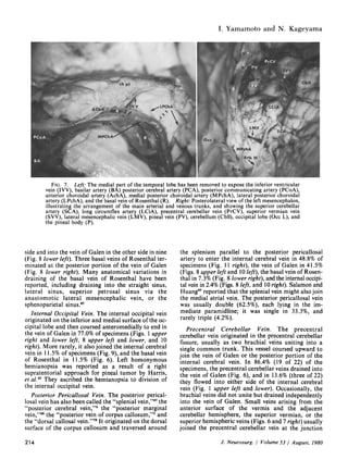 Microsurgical anatomy of the pineal region | PDF