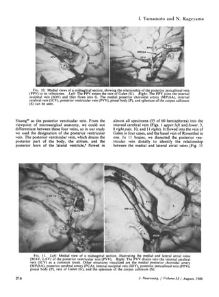 Microsurgical anatomy of the pineal region | PDF
