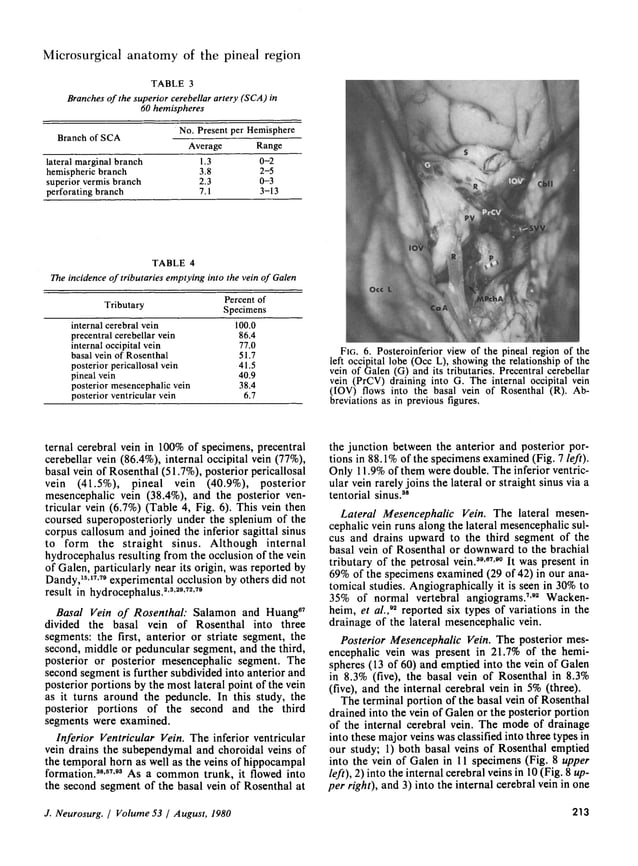 Microsurgical anatomy of the pineal region | PDF | Ear, Nose and Throat ...
