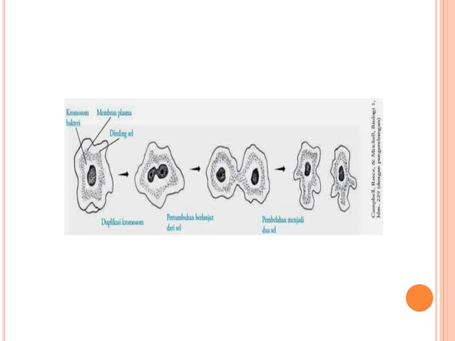 1. macam macam mitosis, meiosis, amitosis | PPTX