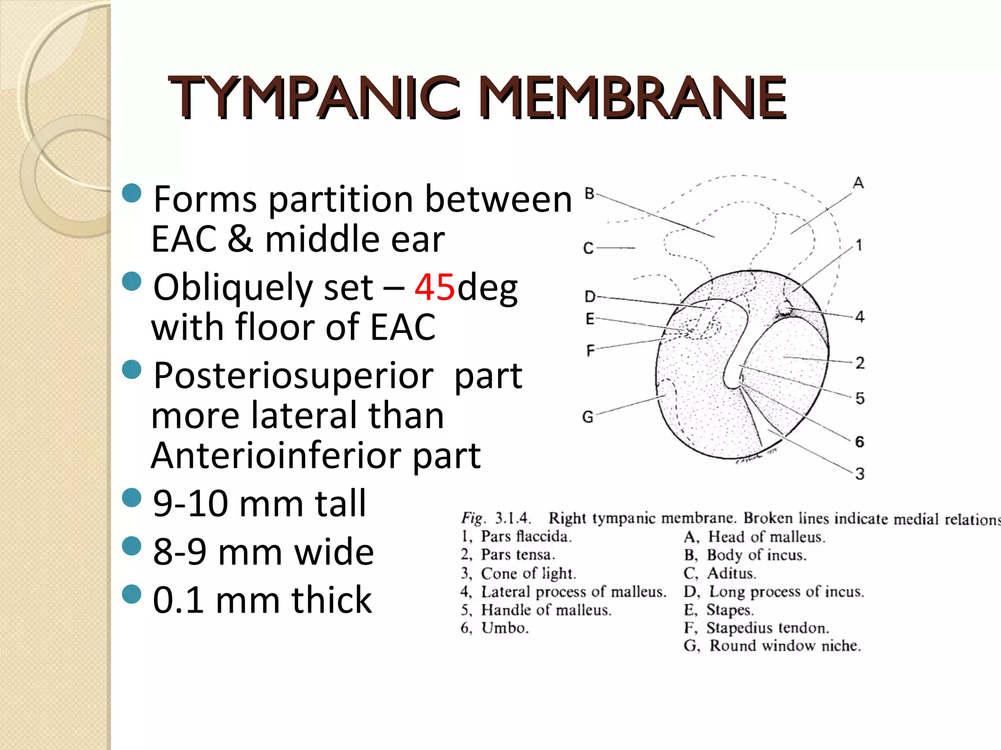 Anatomy of external ear | PPT