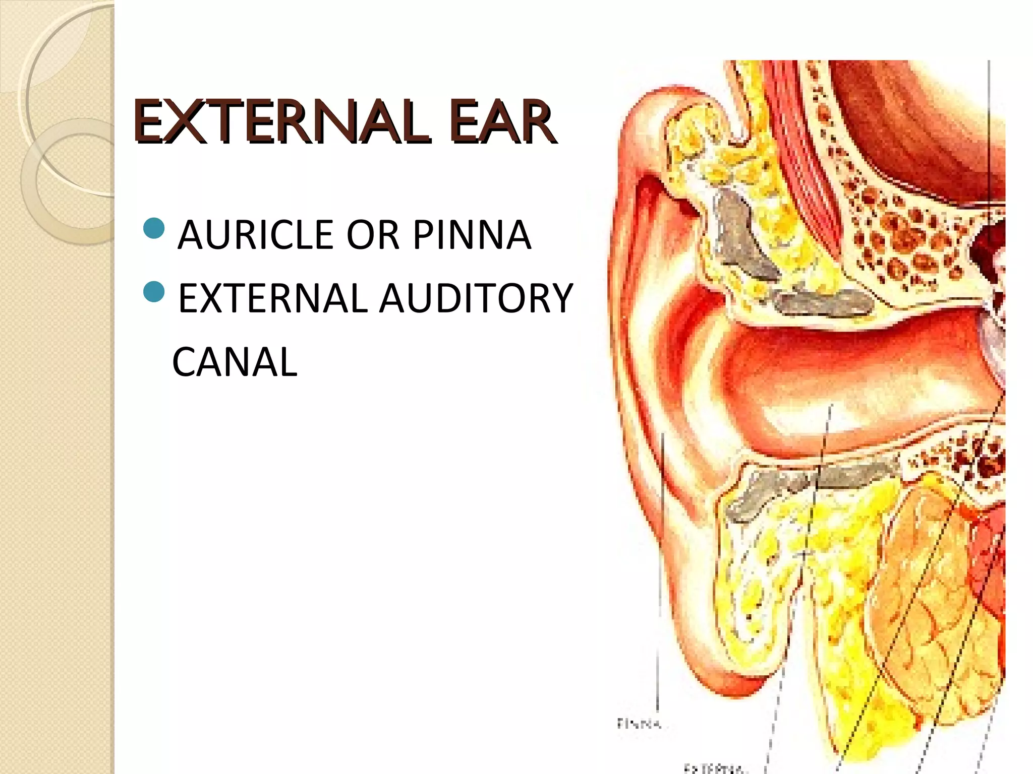 Anatomy of external ear | PPT