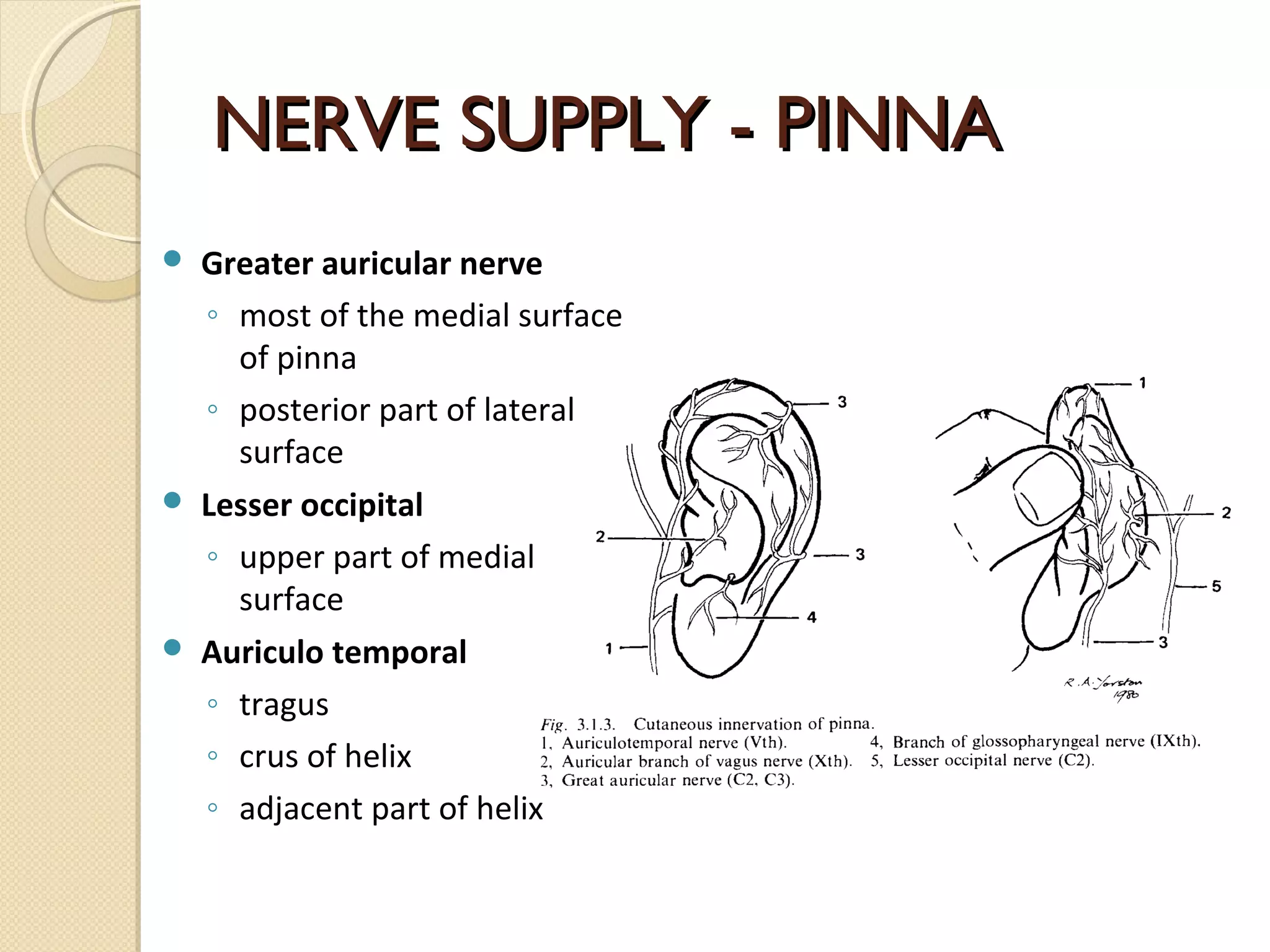 Anatomy of external ear | PPT