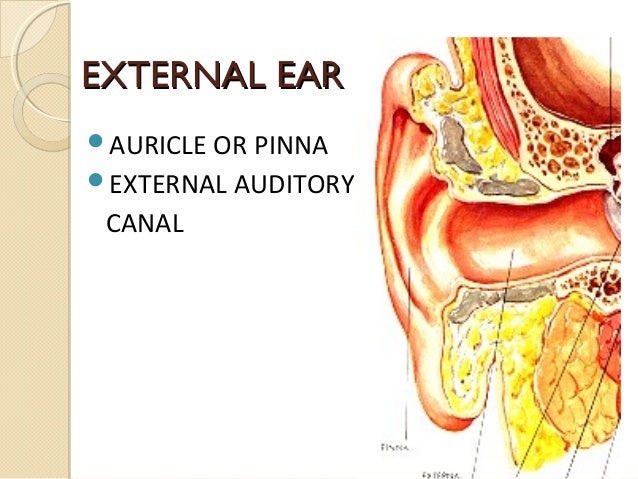 Anatomy of external ear