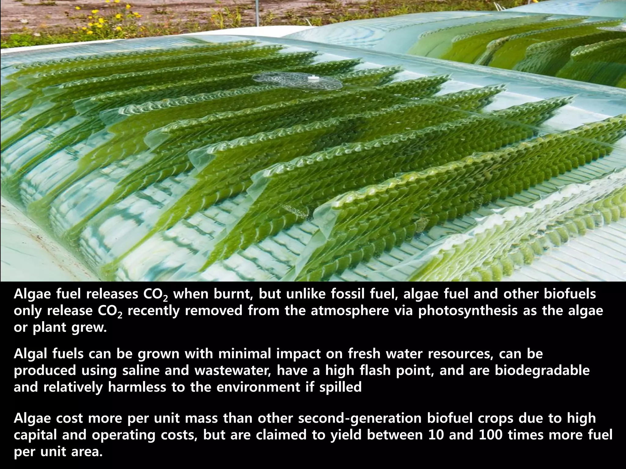 Algae Biomass | PDF