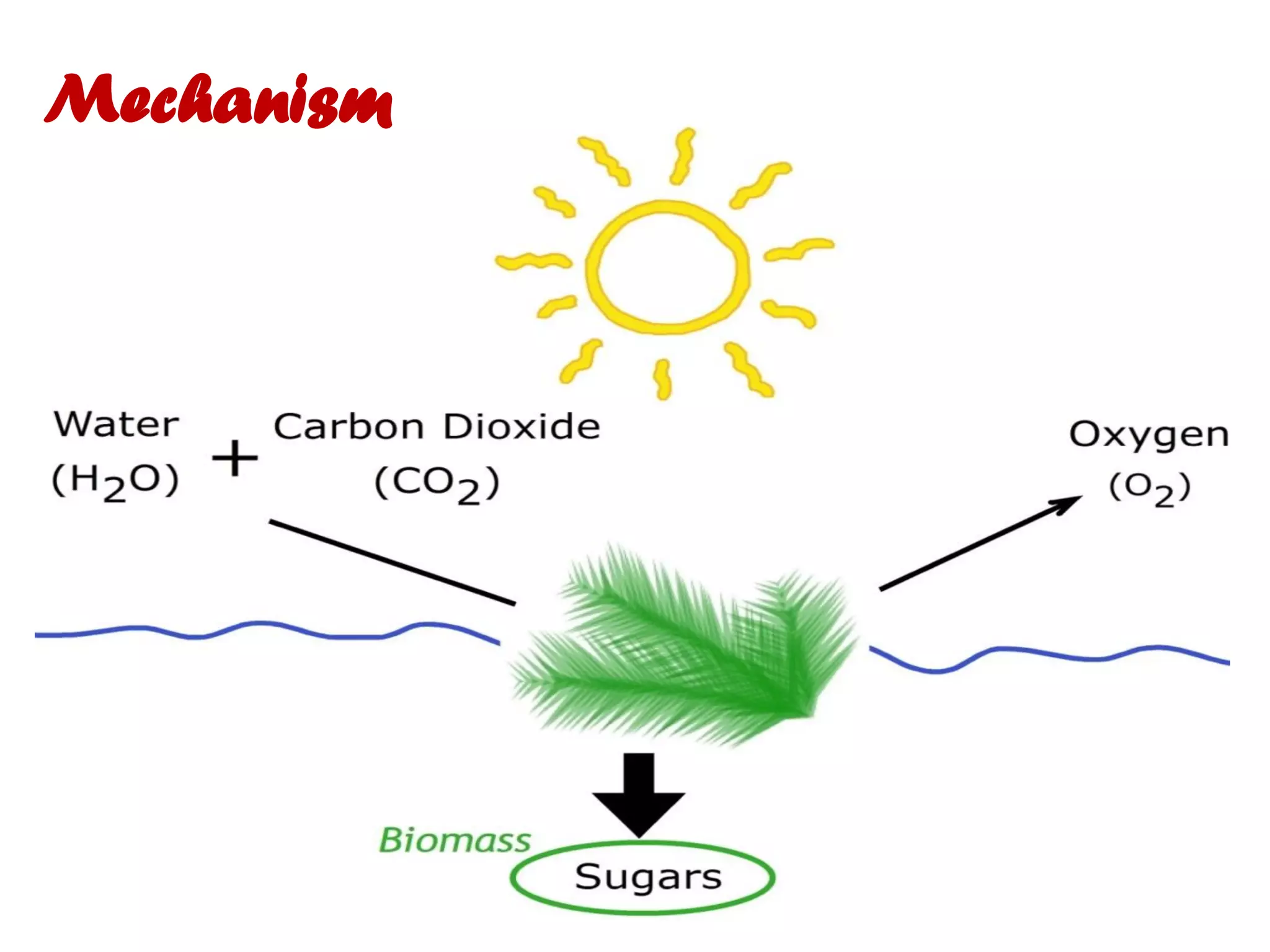 Algae Biomass | PDF | Science