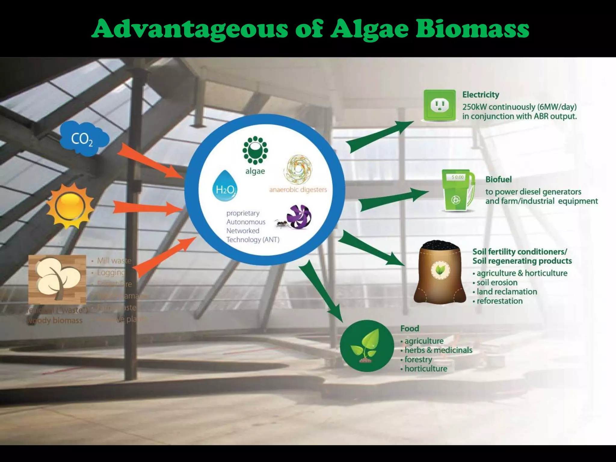 Algae Biomass | PDF | Science