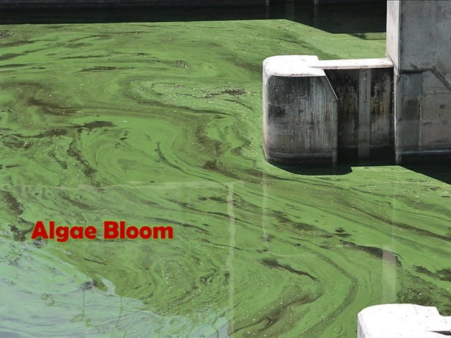 Algae Biomass