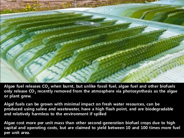 Algae Biomass