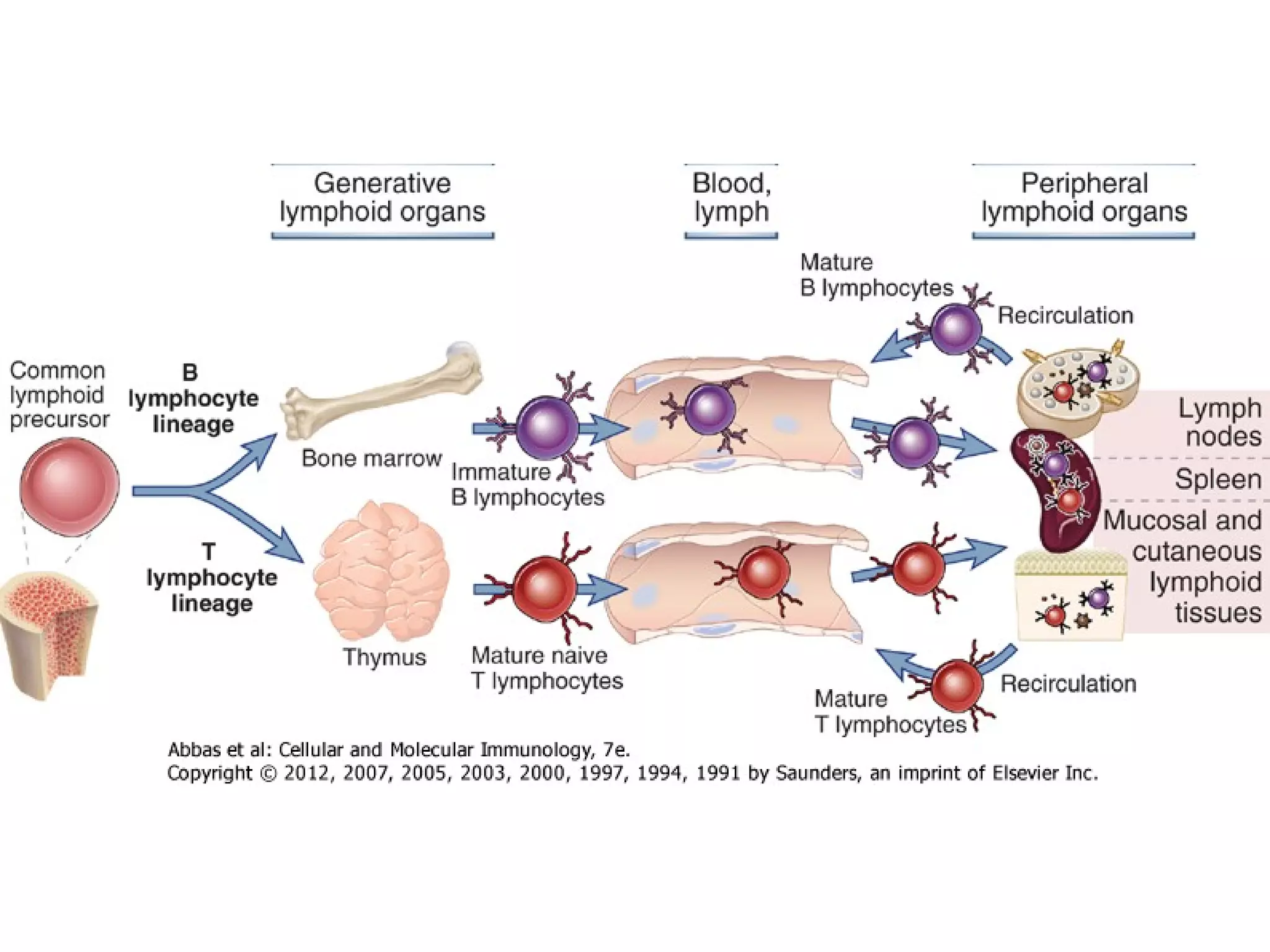 Cell mediated Immunity | PPS
