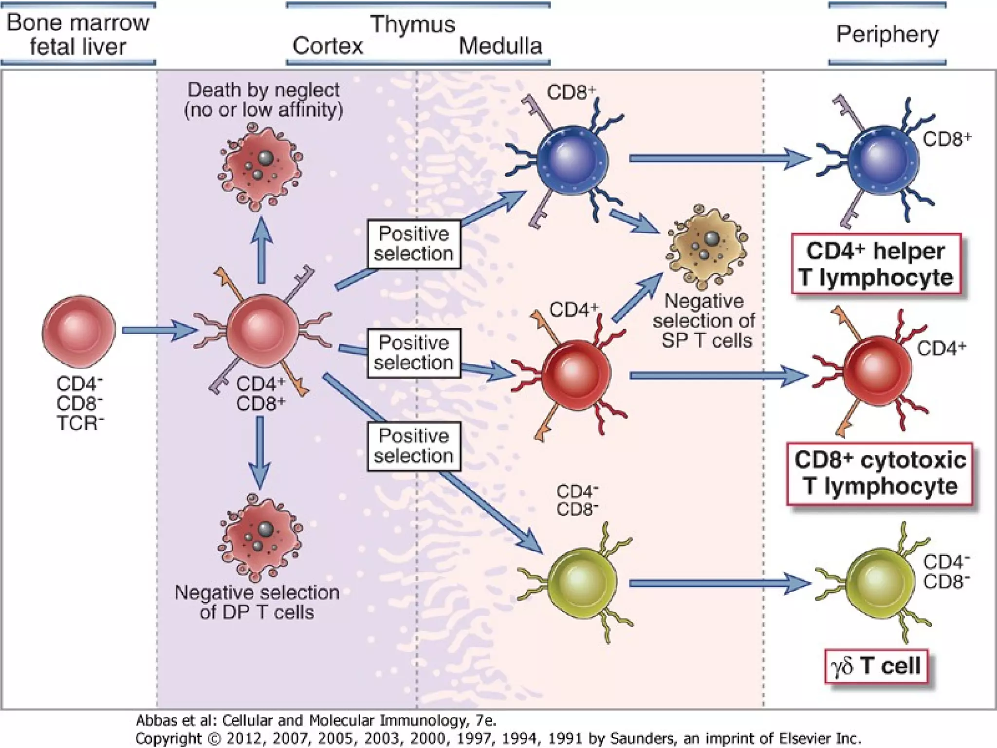 Cell mediated Immunity | PPS