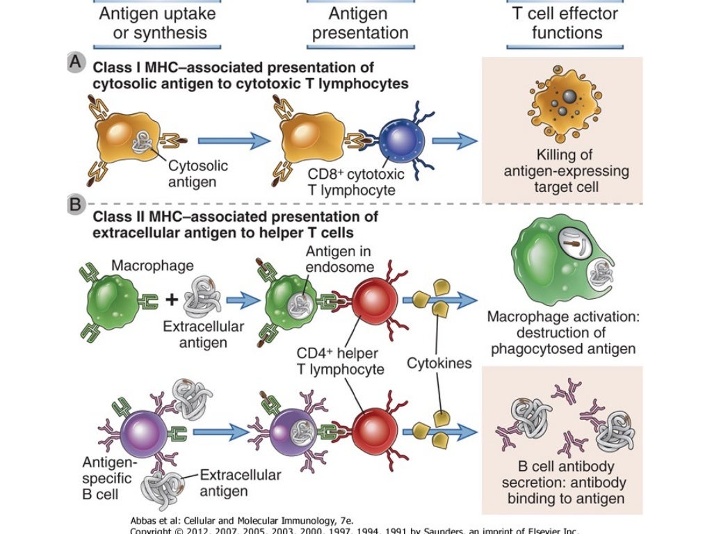 Cell mediated Immunity