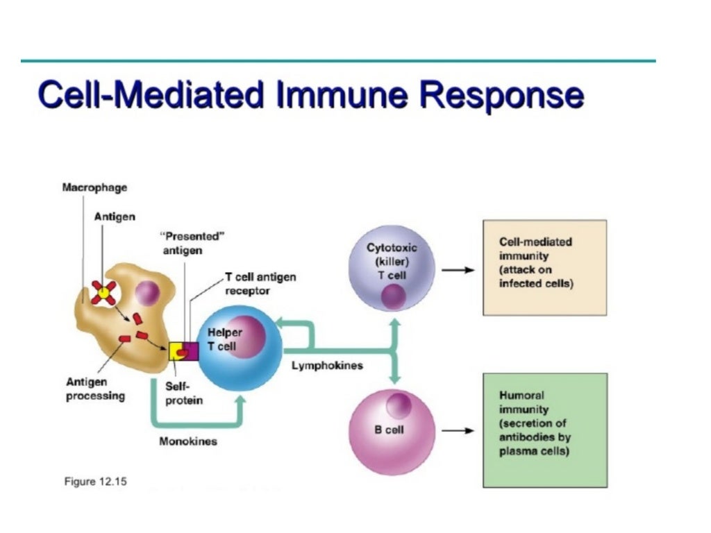 Cell mediated Immunity