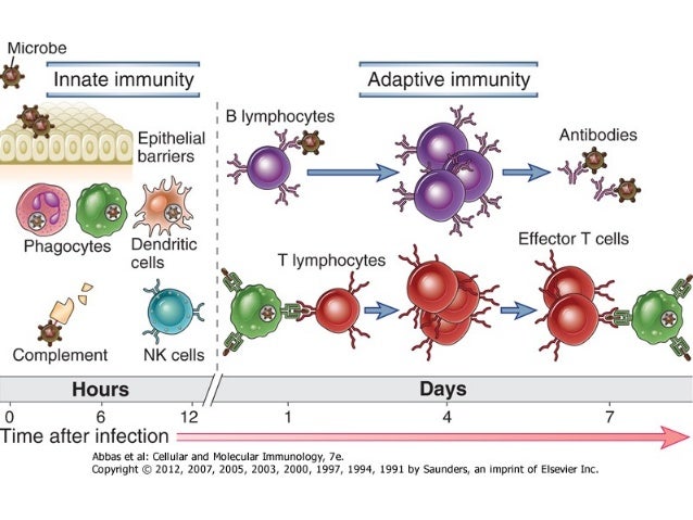 Cell mediated Immunity