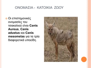τσακάλι | PPTX