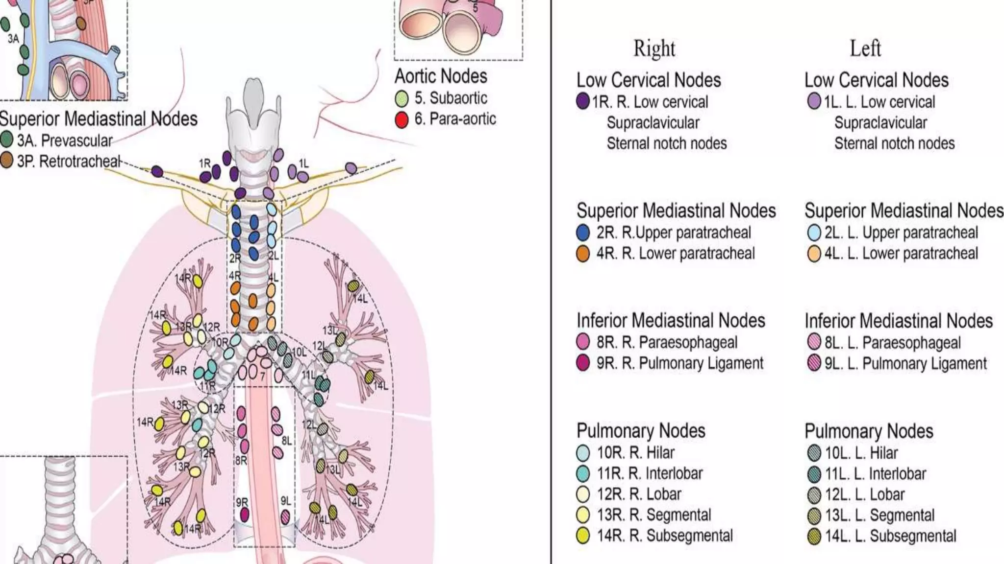 radiological anatomy of thoracic lymph nodes | PPTX