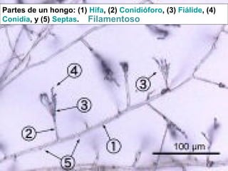 1. micología general (2) (2) | PPT