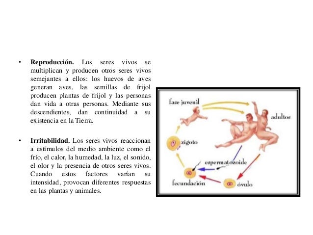 11 Comparación De Las Características Comunes De Los Seres Vivos