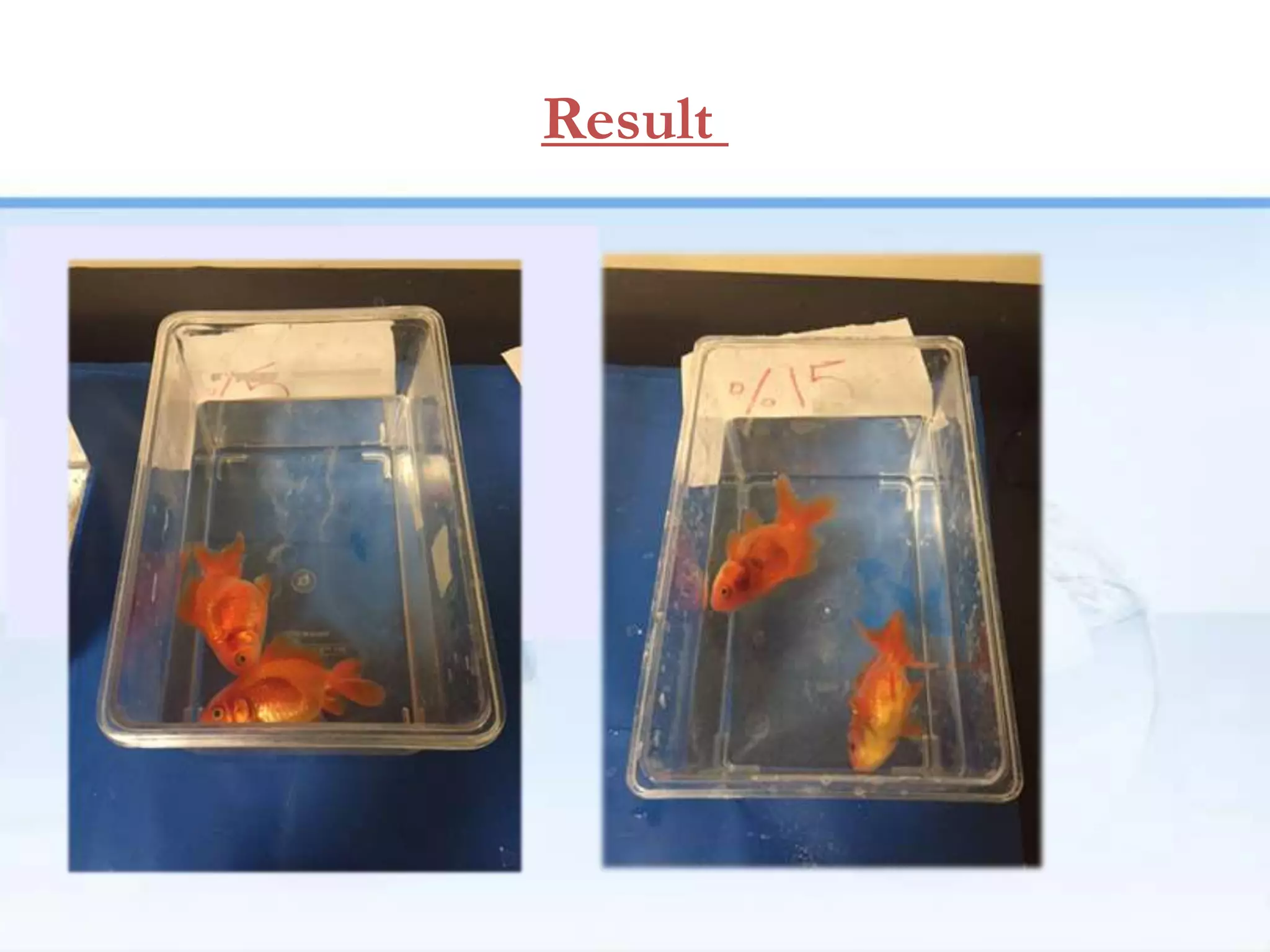 Salinity effect on freshwater fishes | PPTX