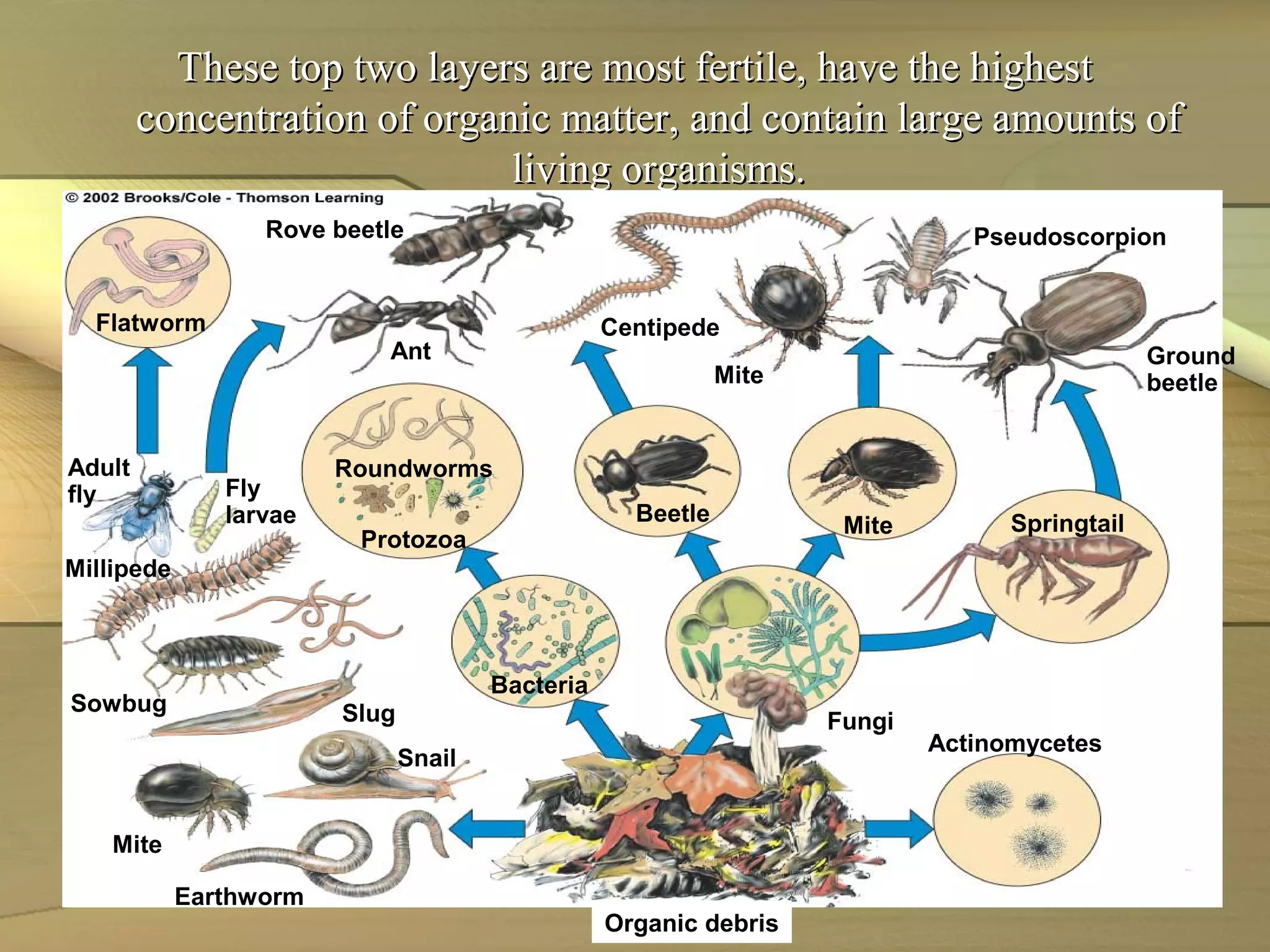 the soil system | PPT