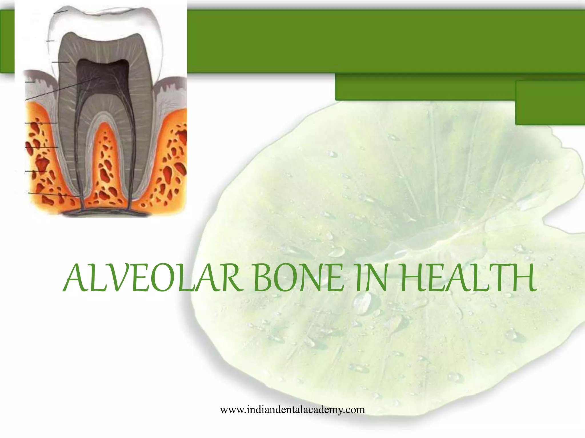 alveolar process | PPTX