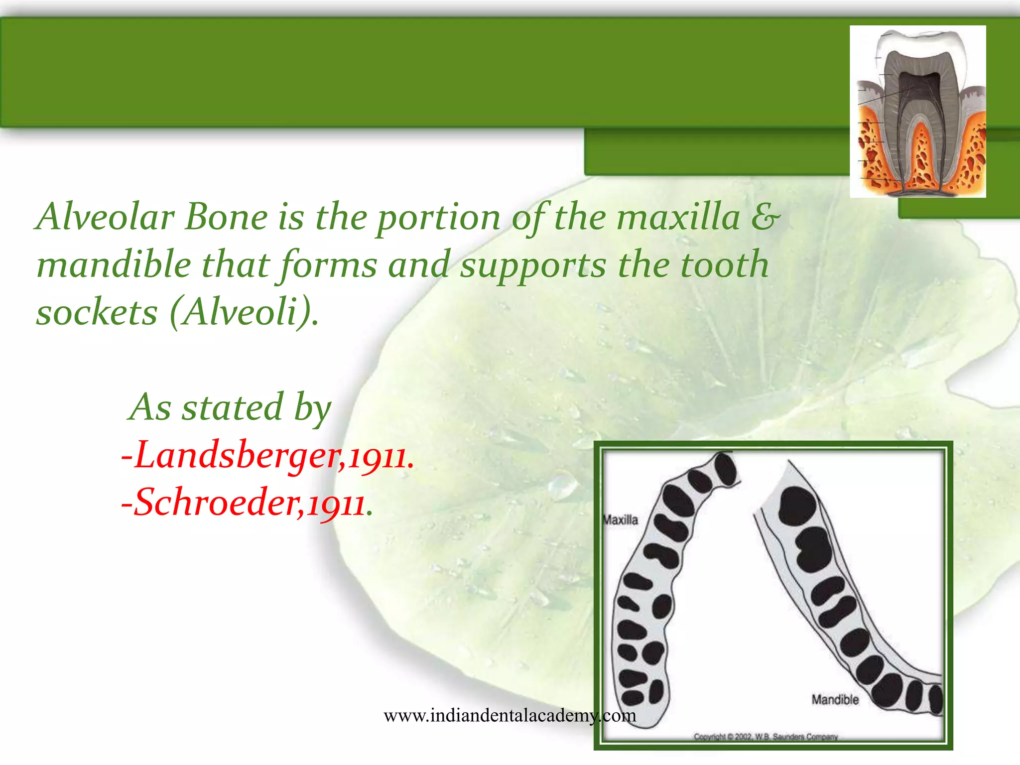 alveolar process | PPTX | Dental Health | Diseases and Conditions