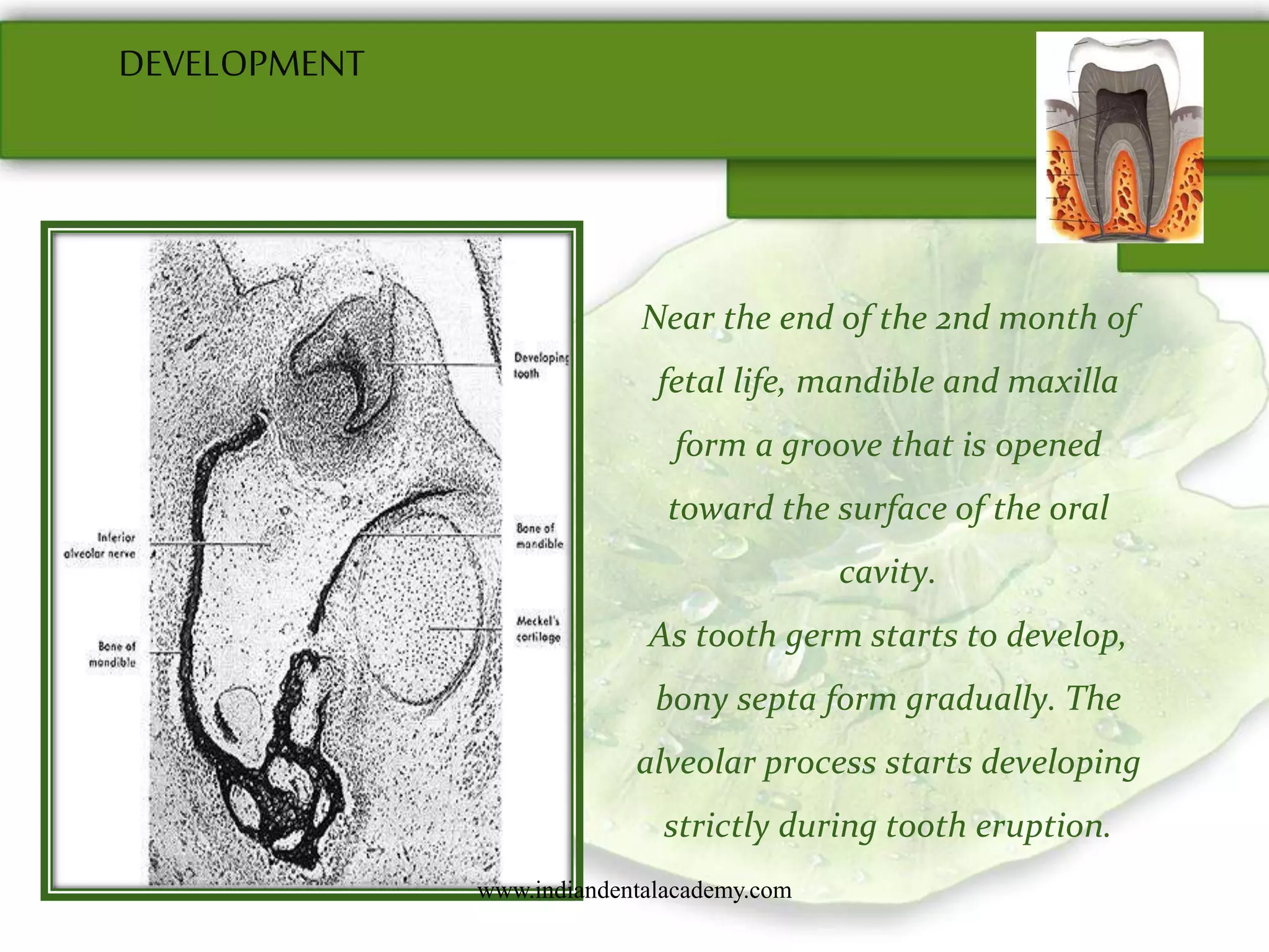alveolar process | PPTX