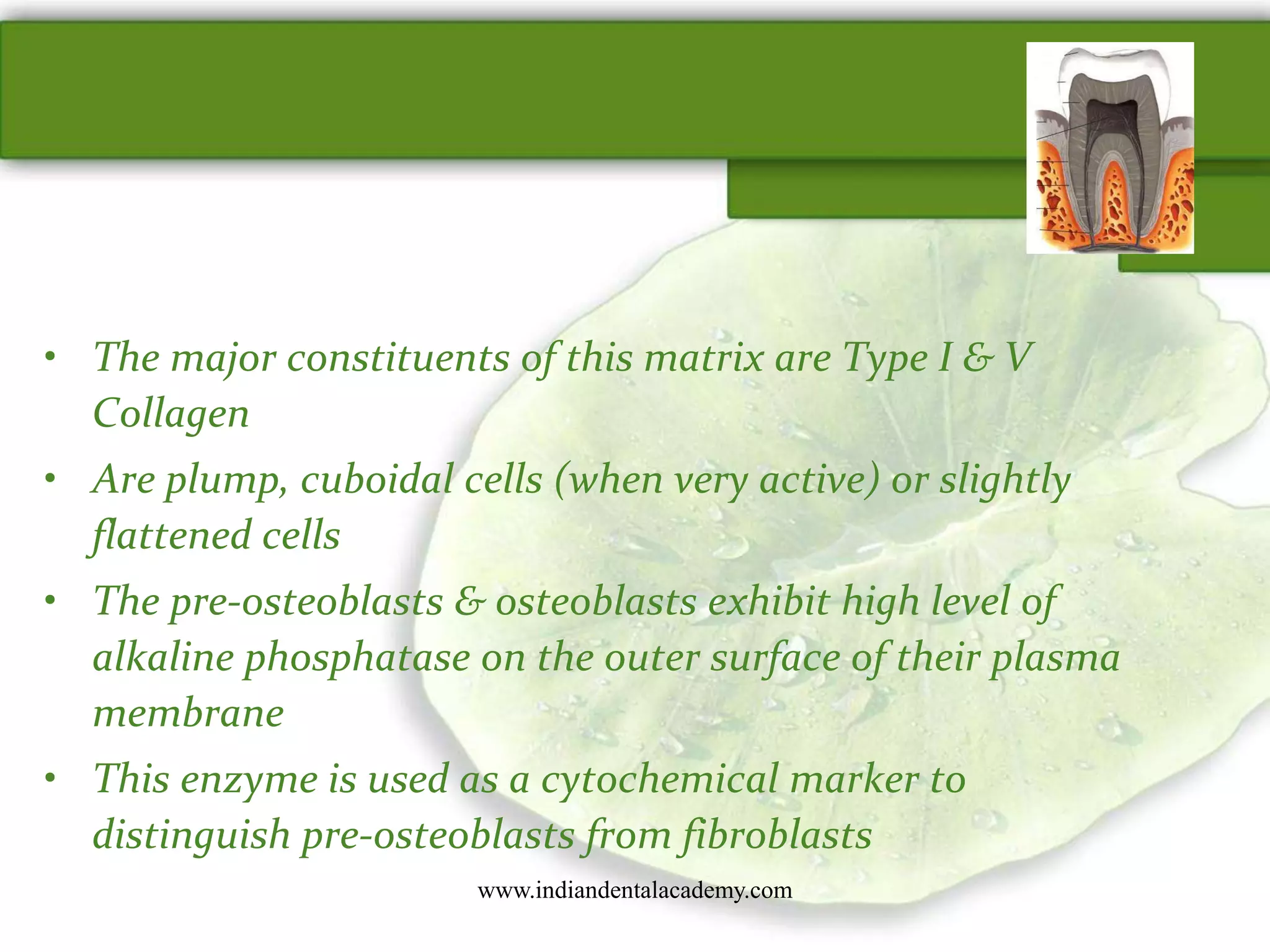 alveolar process | PPTX