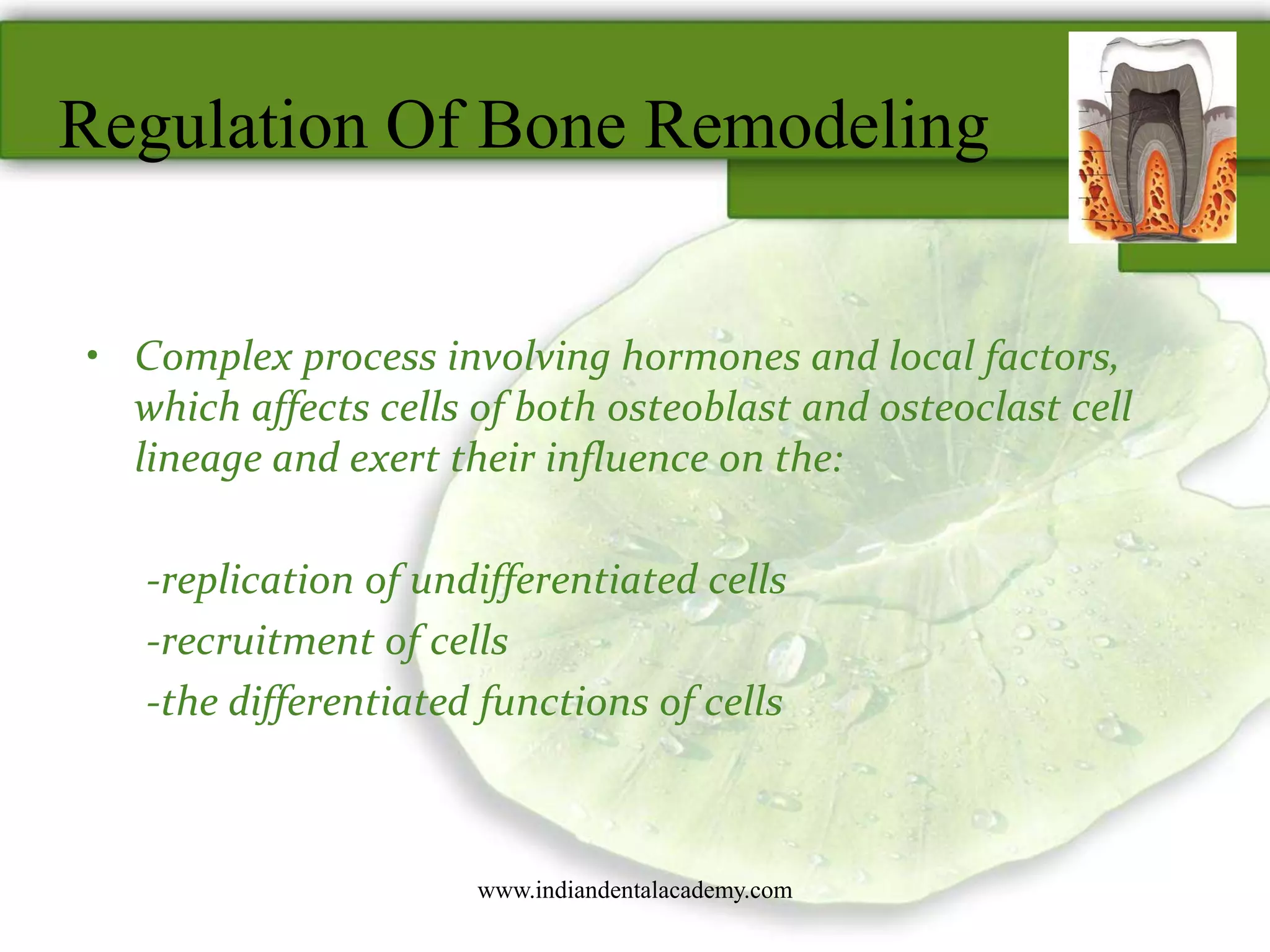 alveolar process | PPTX