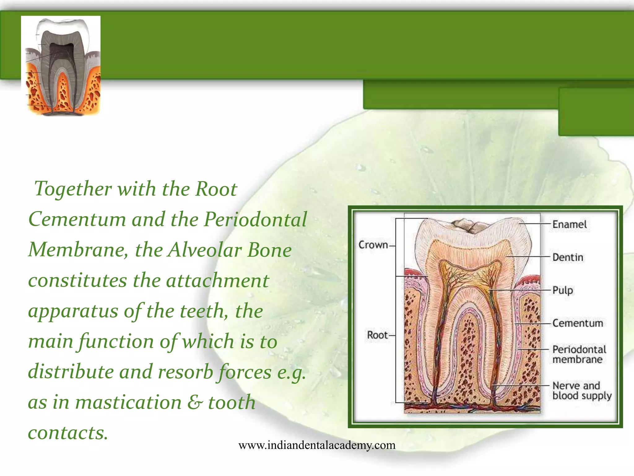 alveolar process | PPTX