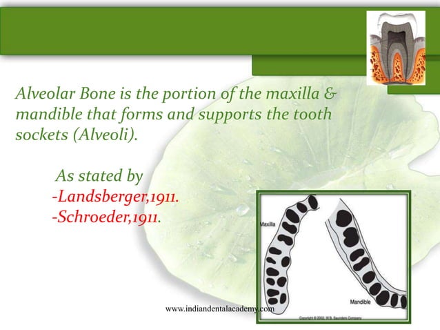 alveolar process | PPTX | Dental Health | Diseases and Conditions
