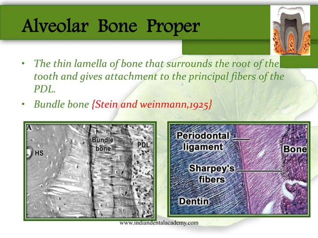 alveolar process | PPTX | Dental Health | Diseases and Conditions