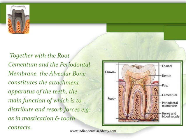 alveolar process | PPTX | Dental Health | Diseases and Conditions
