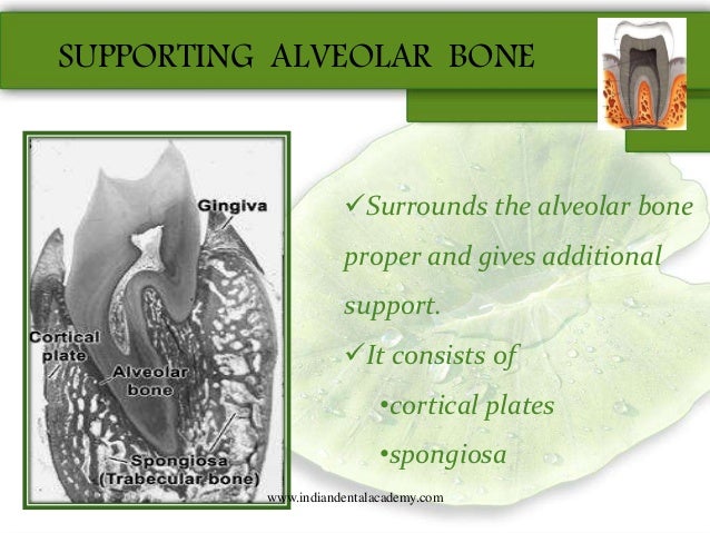alveolar process
