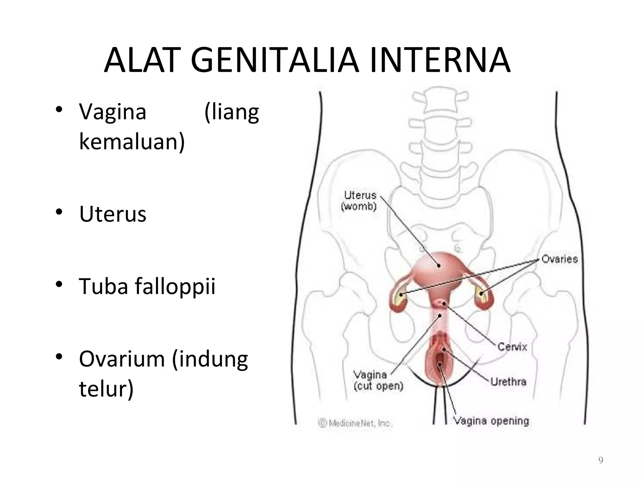 1. anatomi & fisiologi alat reproduksi. | PPT