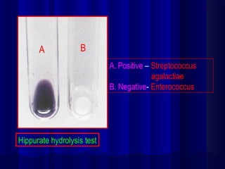 Biochemical tests (1st part) | PPT