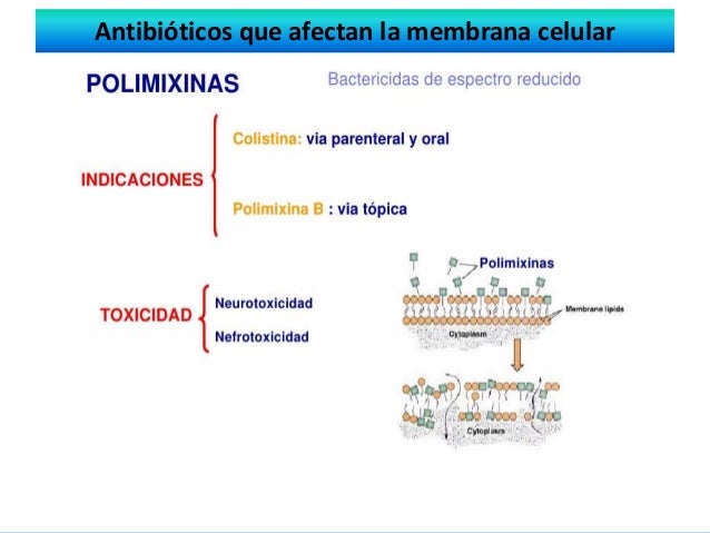 1. antibióticos