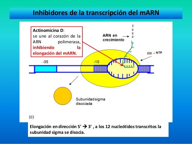1. antibióticos