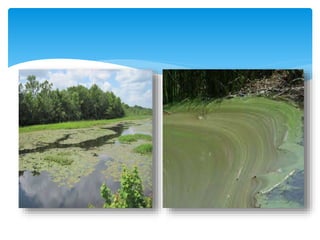 Ρύπανση των υδάτων από αστικά και βιομηχανικά λύματα, ευτροφισμός (1 ...