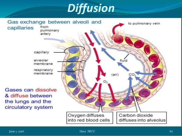 1. lung mechanics
