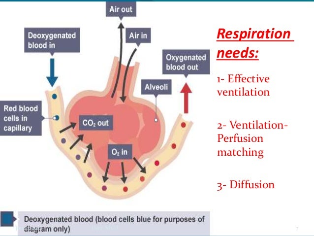 1. lung mechanics
