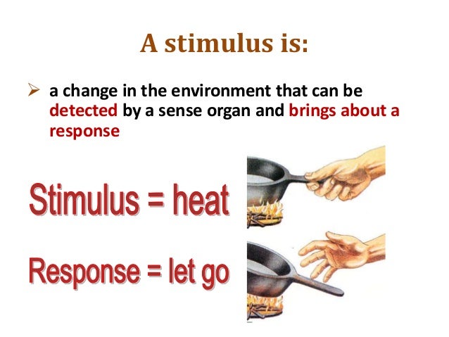 Coordination & Response Part 1 - The Nervous System