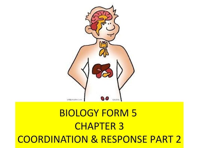 Coordination & Response Part 2 - The Endocrine System | PPT