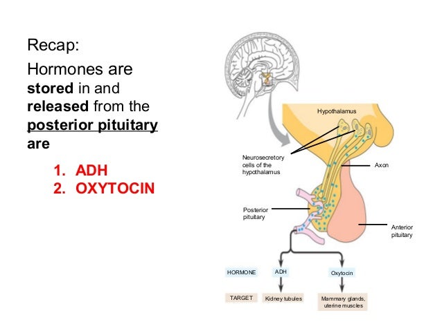 Coordination & Response Part 2 - The Endocrine System