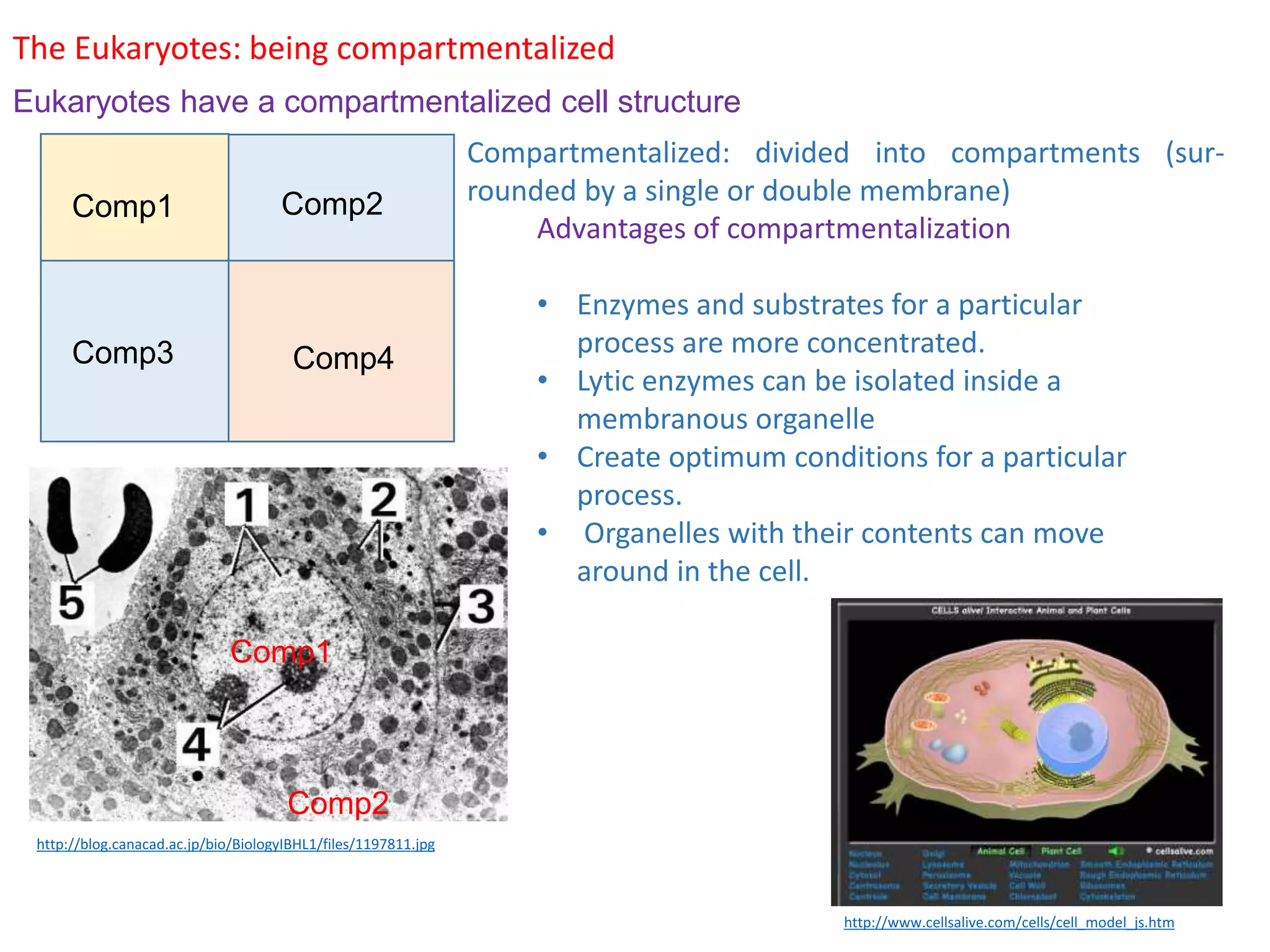 1.2. Cell ultrastructure | PPTX