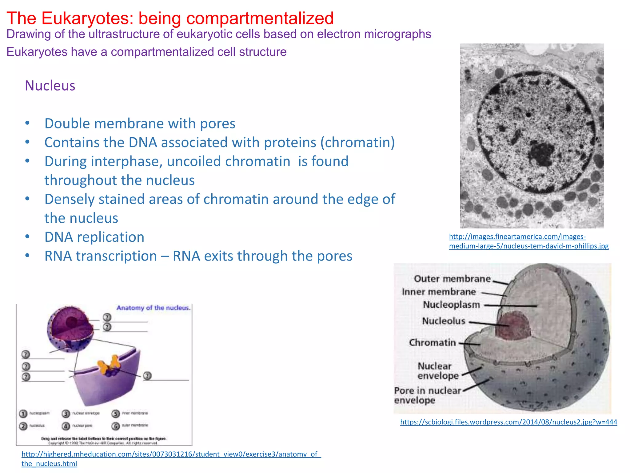 1.2. Cell ultrastructure | PPTX